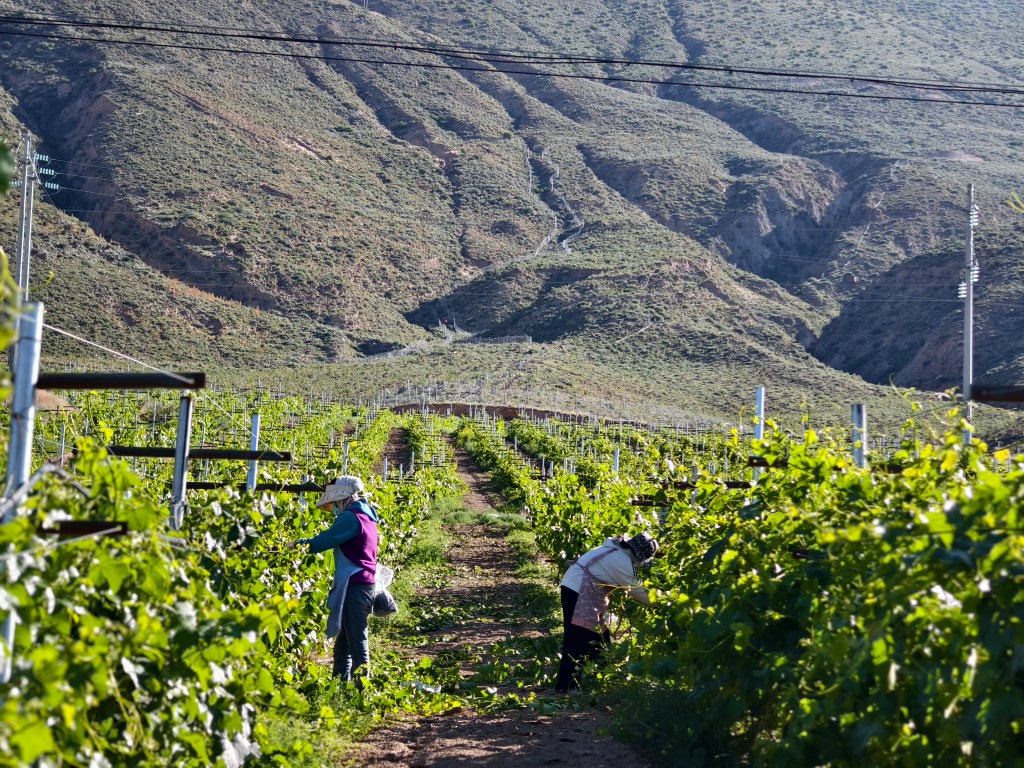 Winemaking at 3,700 Metres: Tibet Tests the Limits of Wine - Vino Joy News